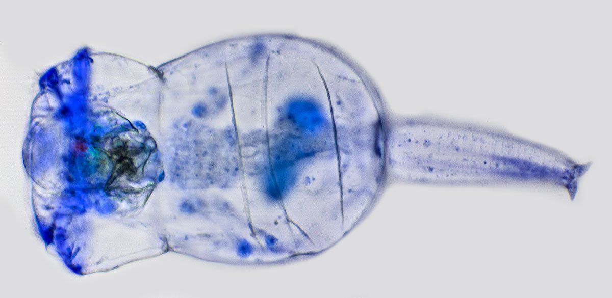 Rotifer Tips and Tricks... The secrets to a successful rotifer culture ...
